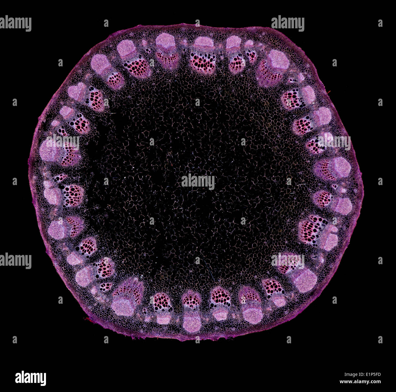 Helianthus Annuus Stem