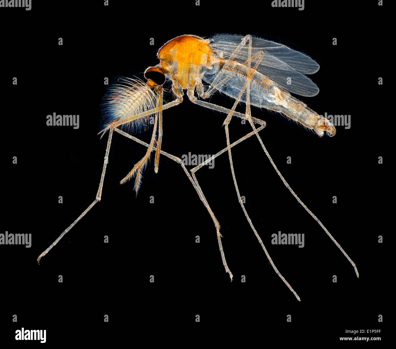 Anopheles mosquito female hi-res stock photography and images - Alamy