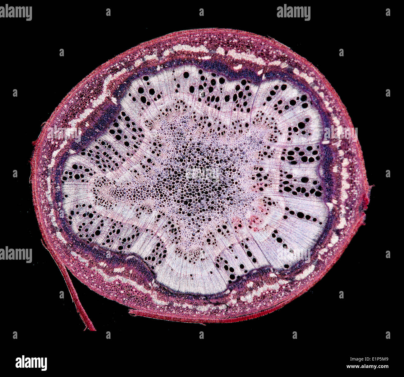 Darkfield photomicrograph, Quercus sp. Oak stem TS stained Stock Photo ...