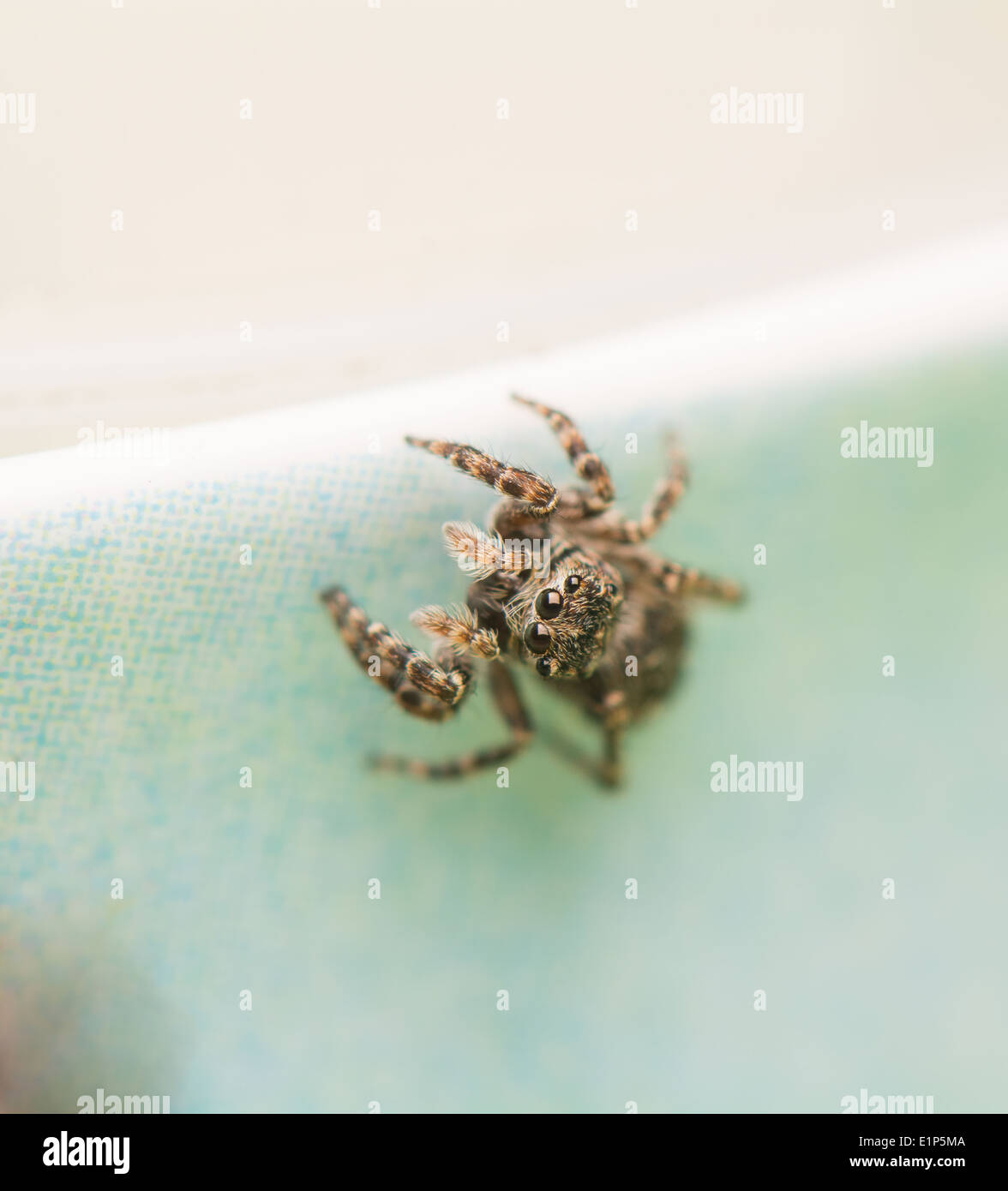 Jumping spider - Sitticus pubescens Stock Photo - Alamy