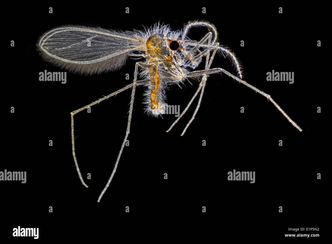 Darkfield photomicrograph of a Sandfly Stock Photo - Alamy