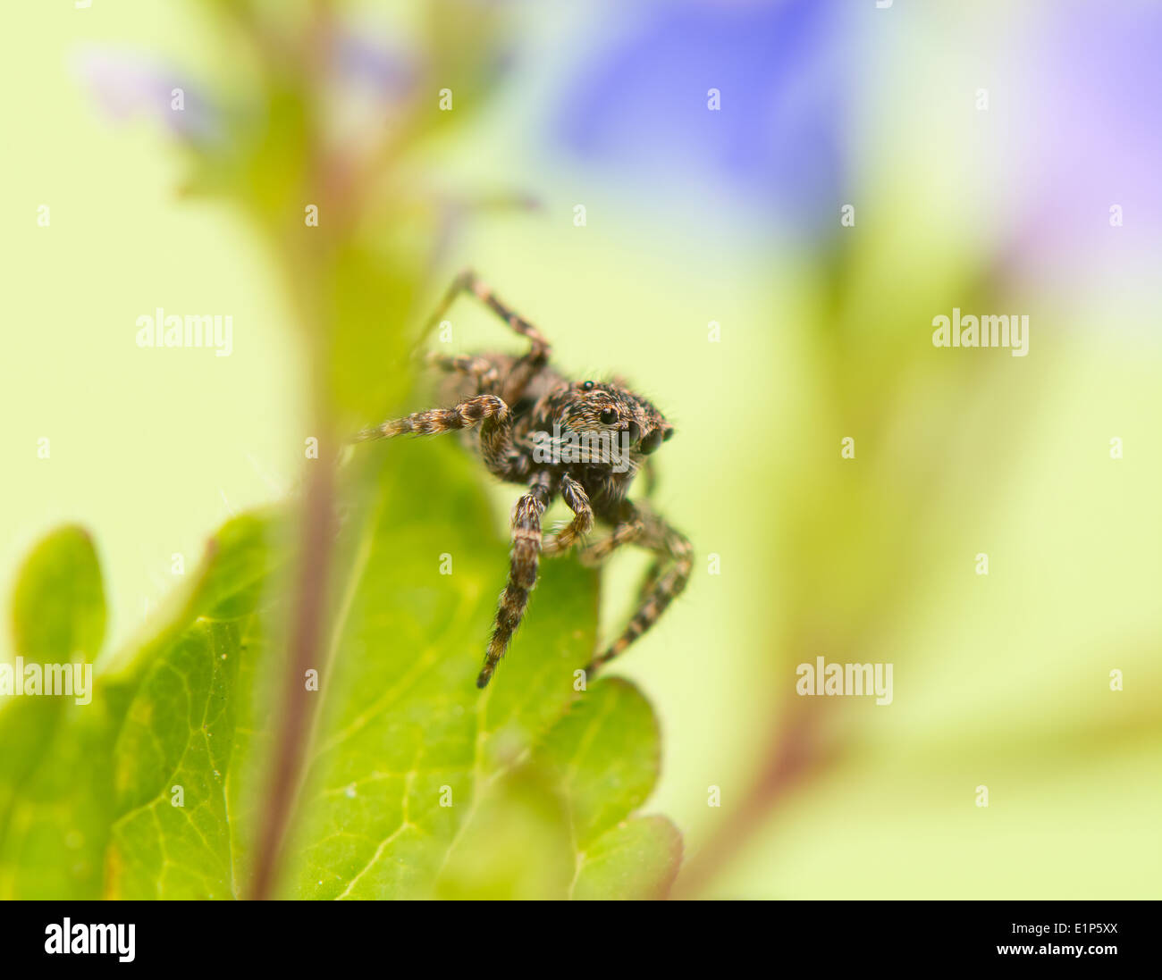 Jumping spider - Sitticus pubescens Stock Photo - Alamy