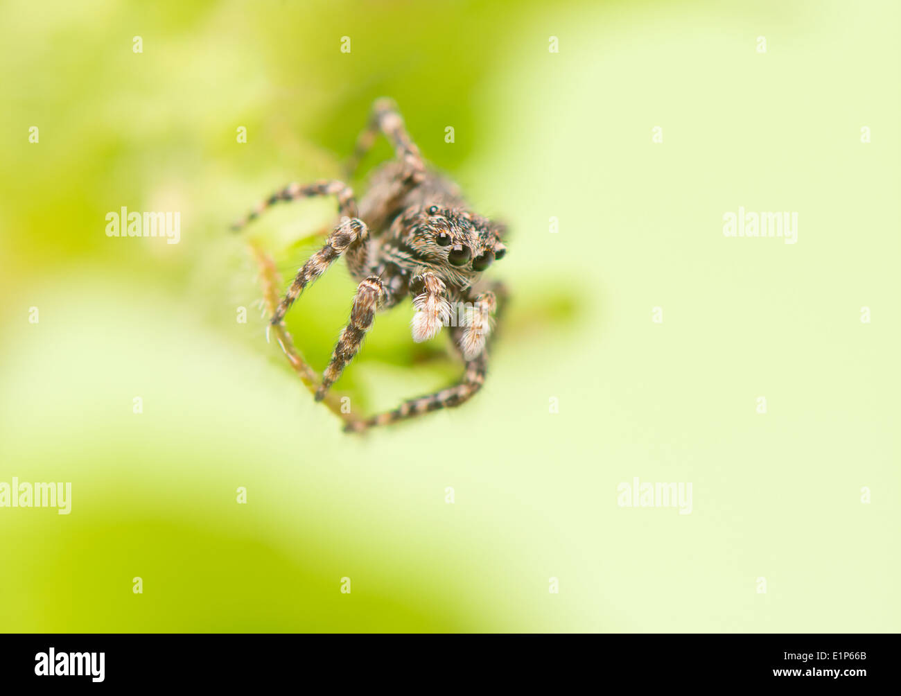Sitticus Pubescens High Resolution Stock Photography and Images - Alamy