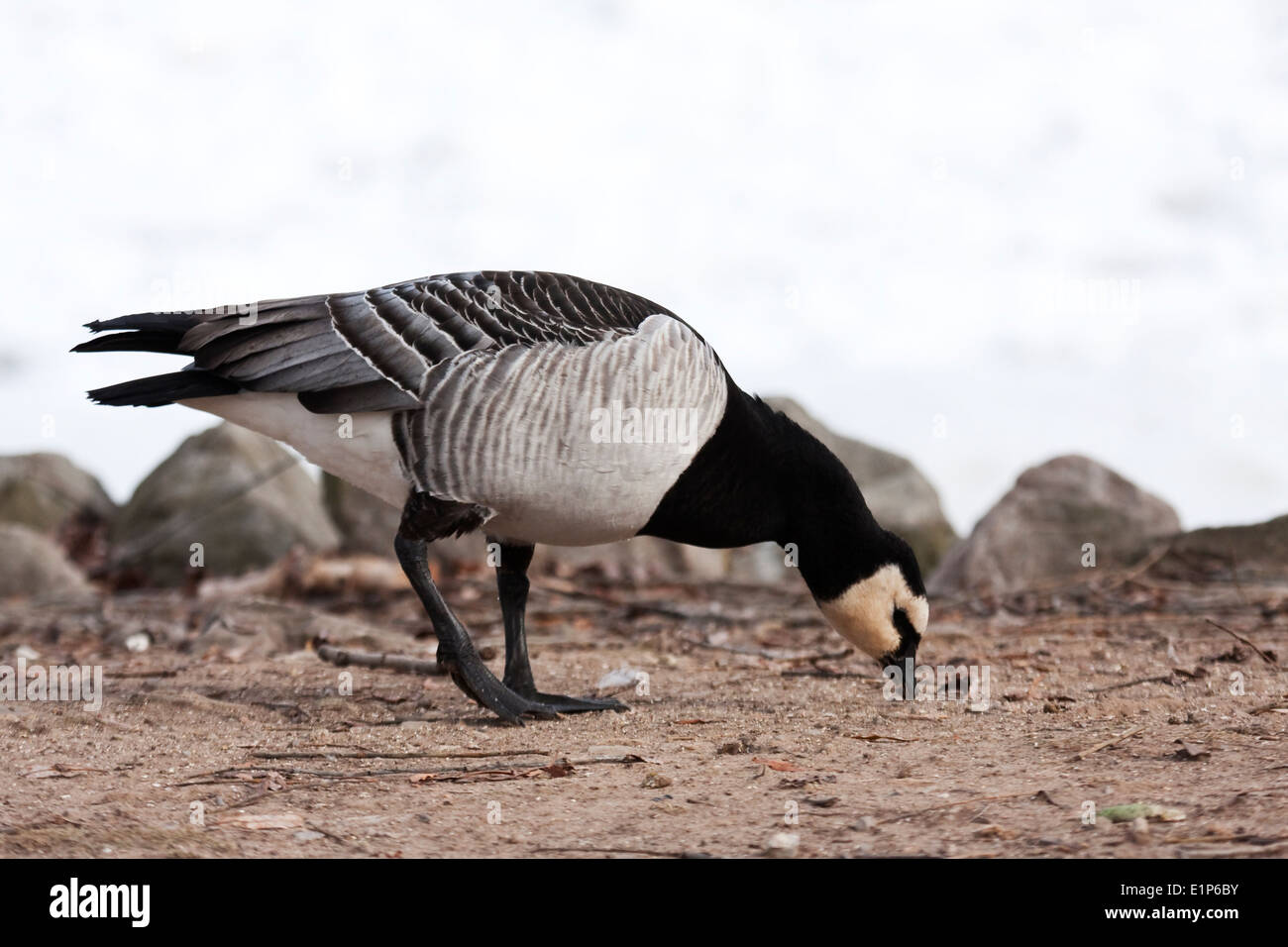 Duck barnacle hi-res stock photography and images - Alamy