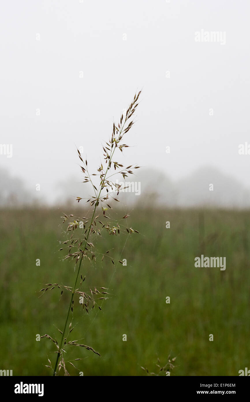 Dewy morning hi-res stock photography and images - Alamy