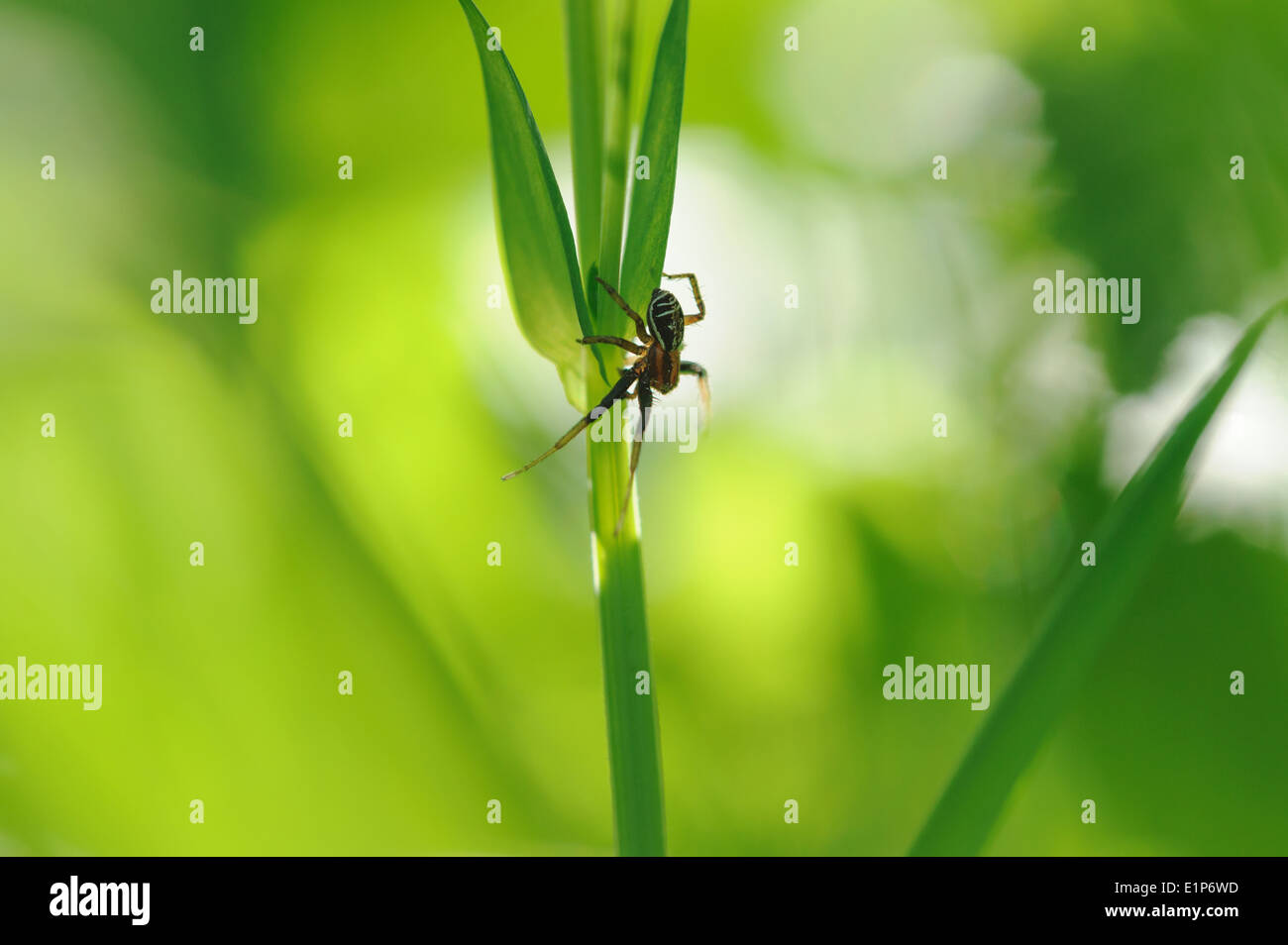 Spider on hunt hi-res stock photography and images - Alamy