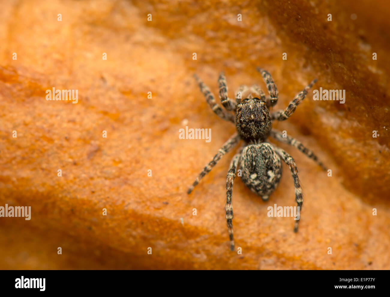 Sitticus Pubescens High Resolution Stock Photography and Images - Alamy