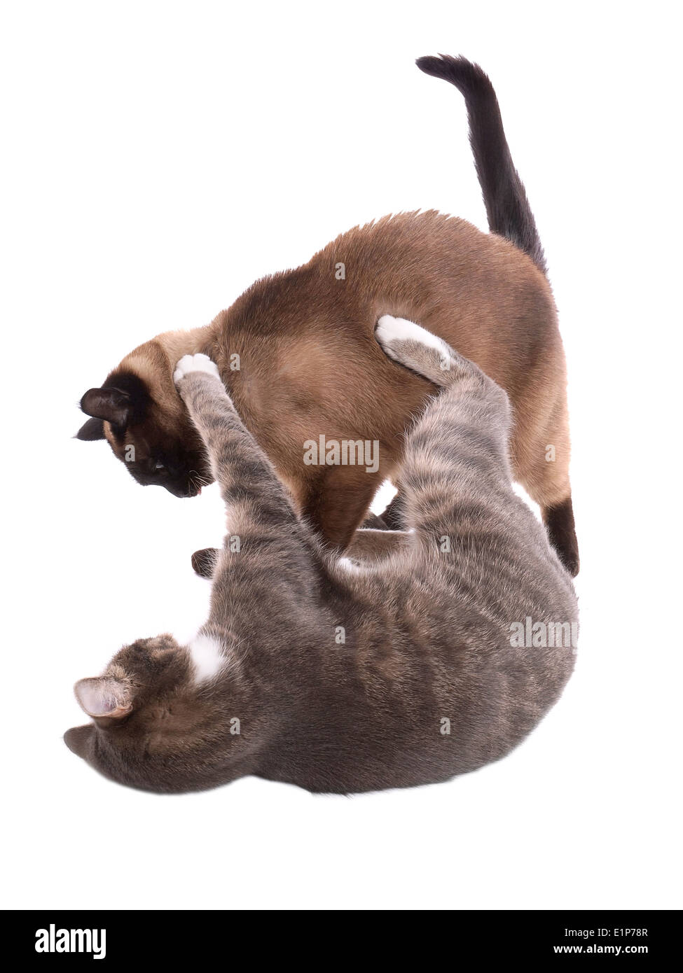 play fight between a siamese cat and a tabby cat Stock Photo - Alamy