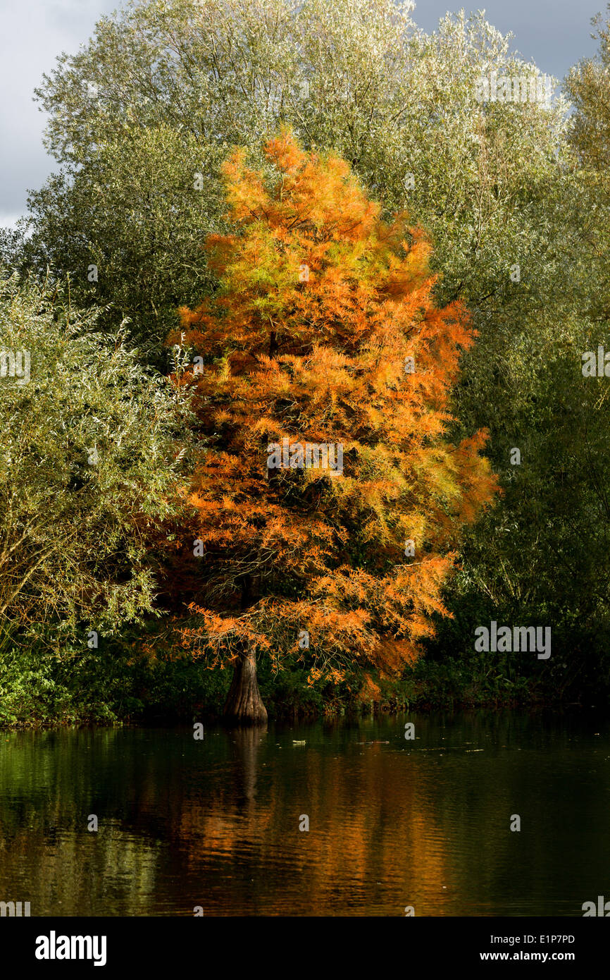 autumn fall colour color red tree Stock Photo - Alamy