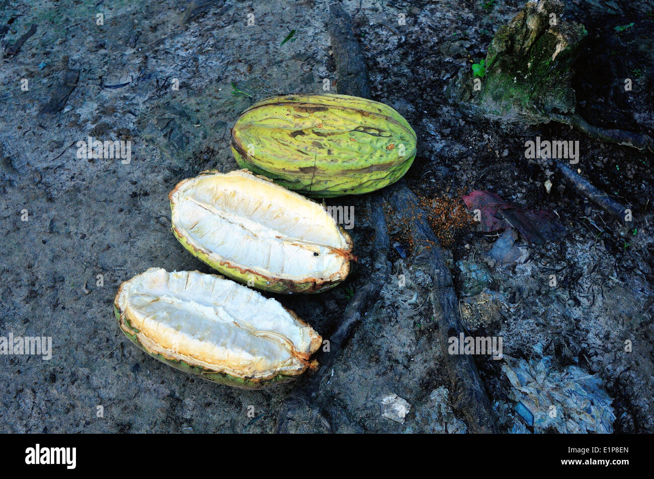 Macambos hi-res stock photography and images - Alamy