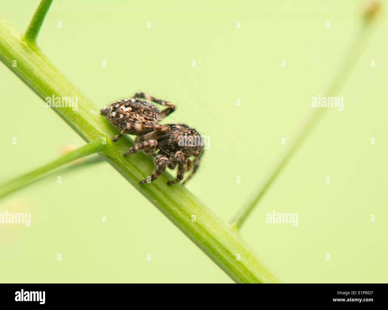 Jumping spider - Sitticus pubescens Stock Photo - Alamy