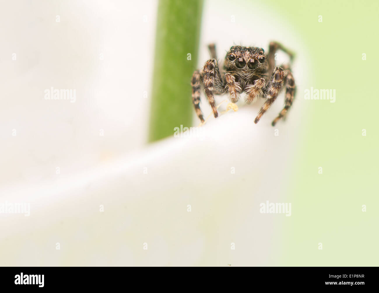 Jumping spider - Sitticus pubescens Stock Photo - Alamy