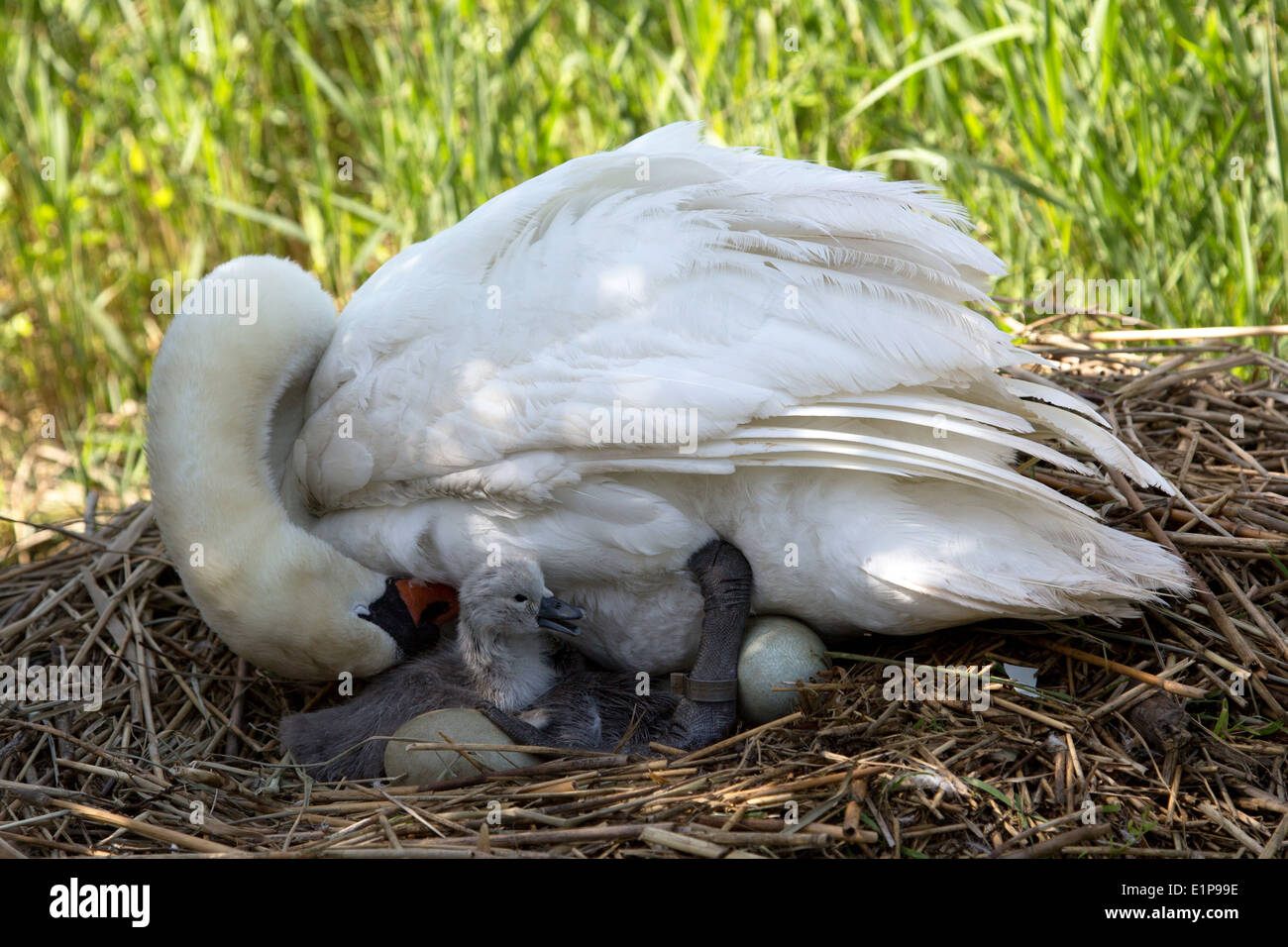 Swan hatching eggs hi-res stock photography and images - Alamy