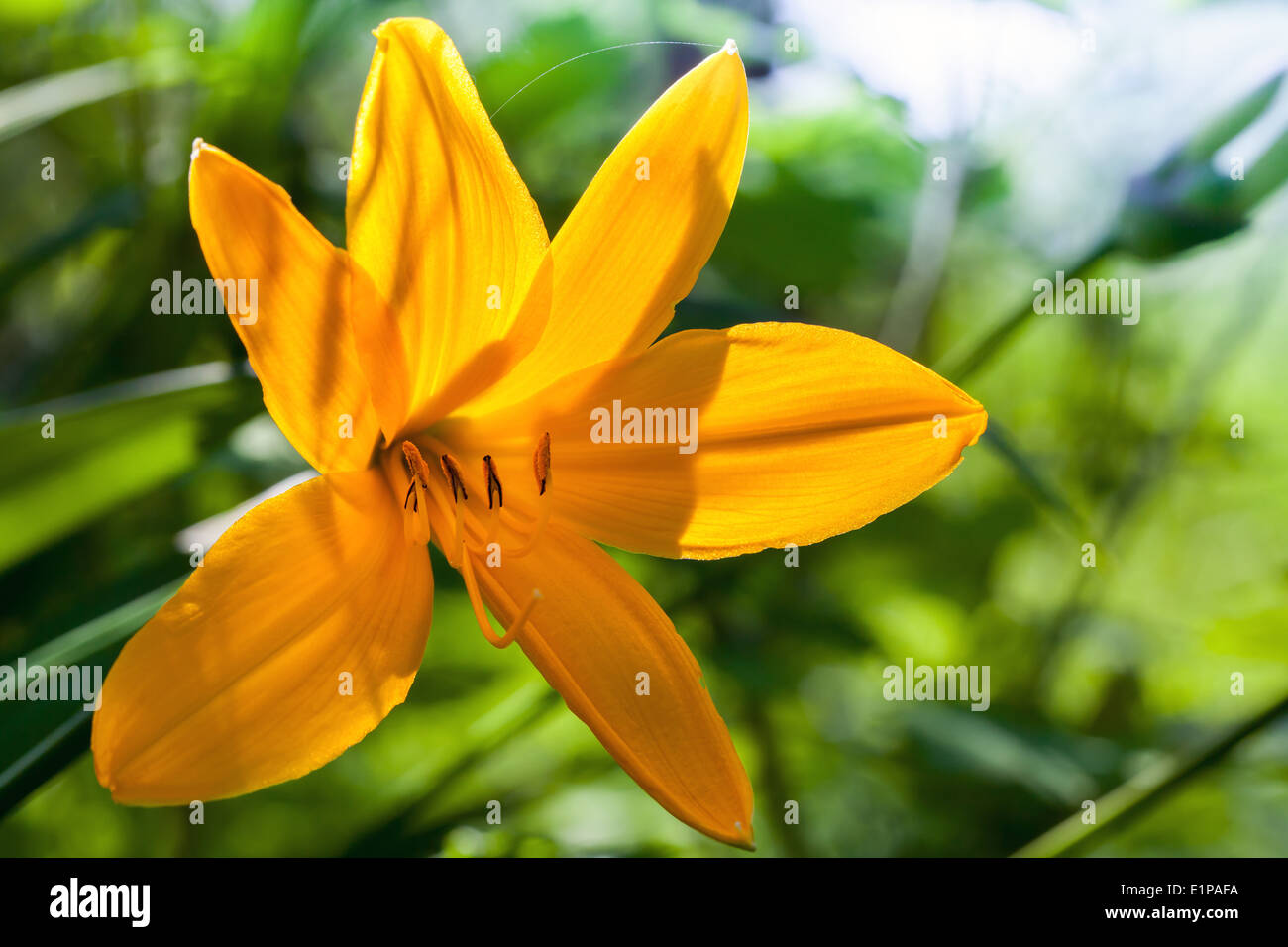 Hemerocallis lilioasphodelus. Bright yellow lily flower in summer ...