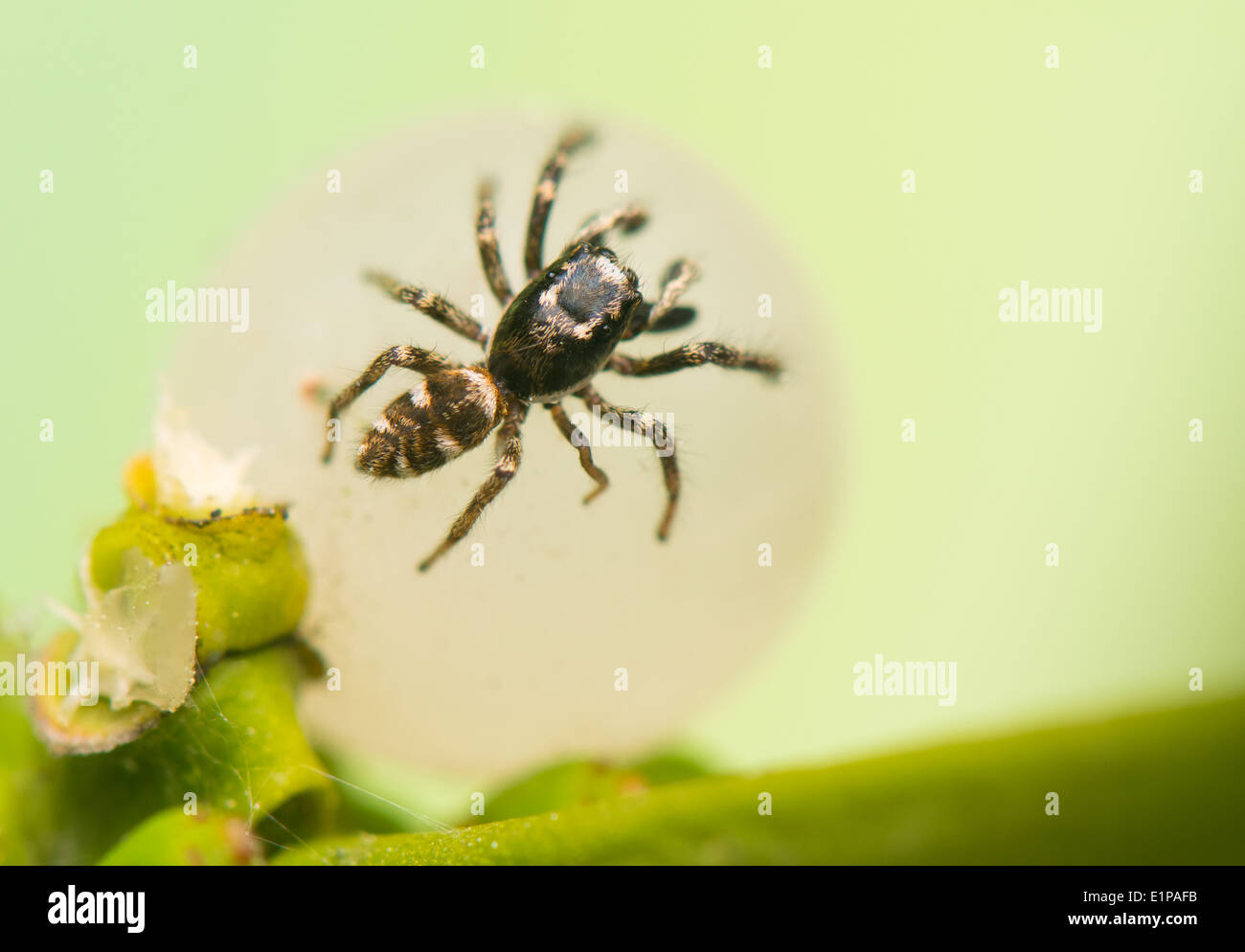 Jumping spider - Salticus scenicus Stock Photo - Alamy