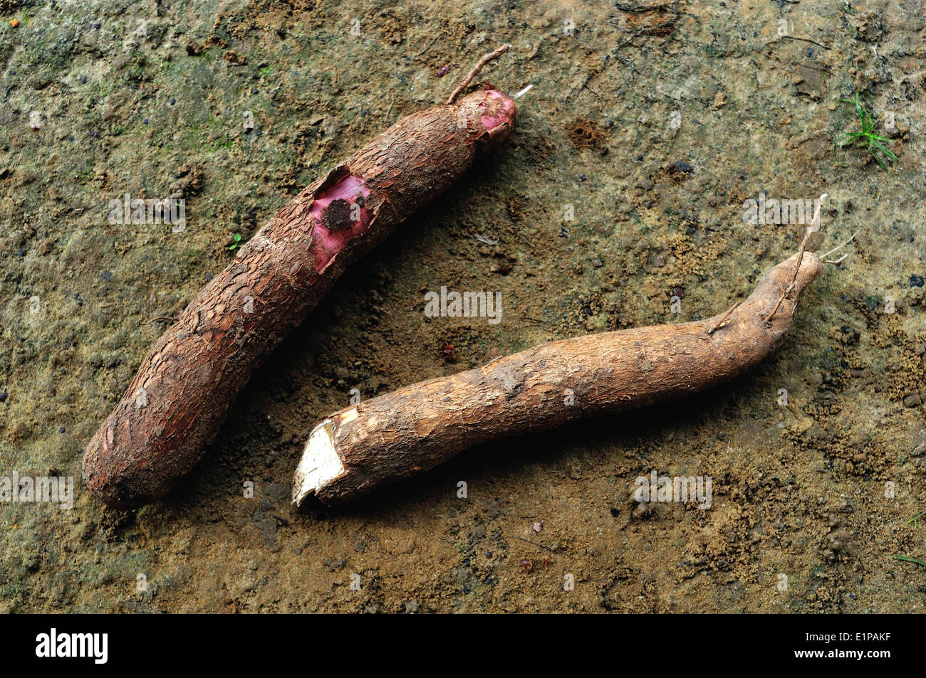 Yuca fruit in Industria - PANGUANA . Department of Loreto .PERU Stock ...