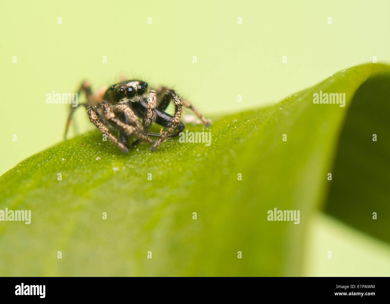 Jumping spider - Salticus scenicus Stock Photo - Alamy