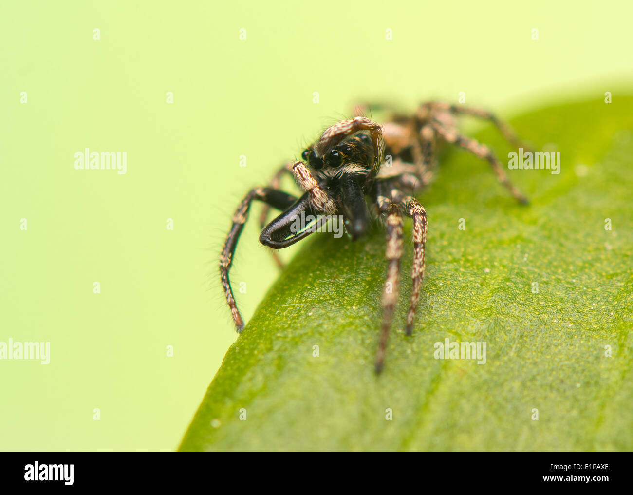 Jumping spider - Salticus scenicus Stock Photo - Alamy