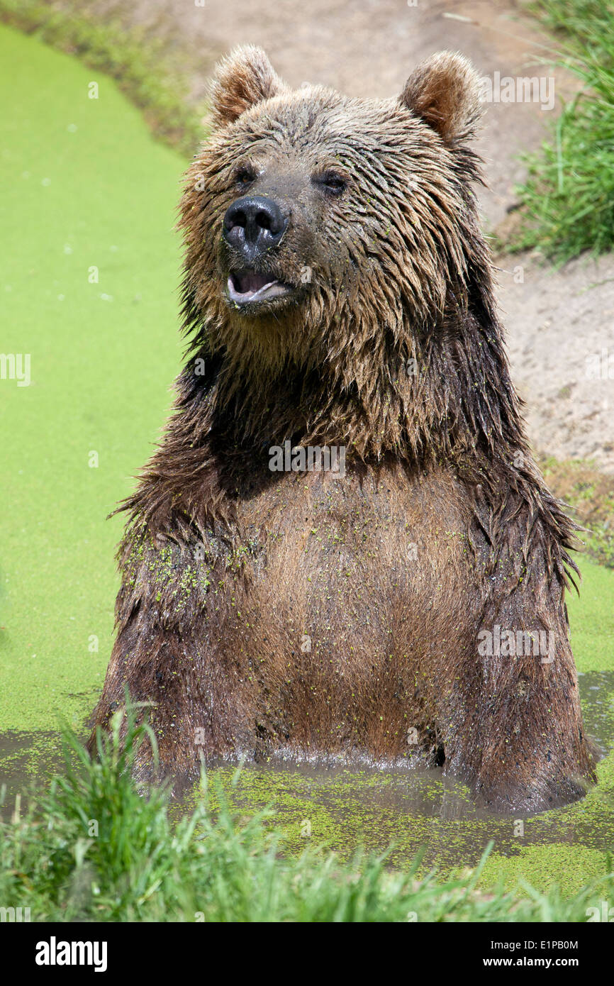 A Eurasian Brown Bear sitting in a swamp Stock Photo - Alamy