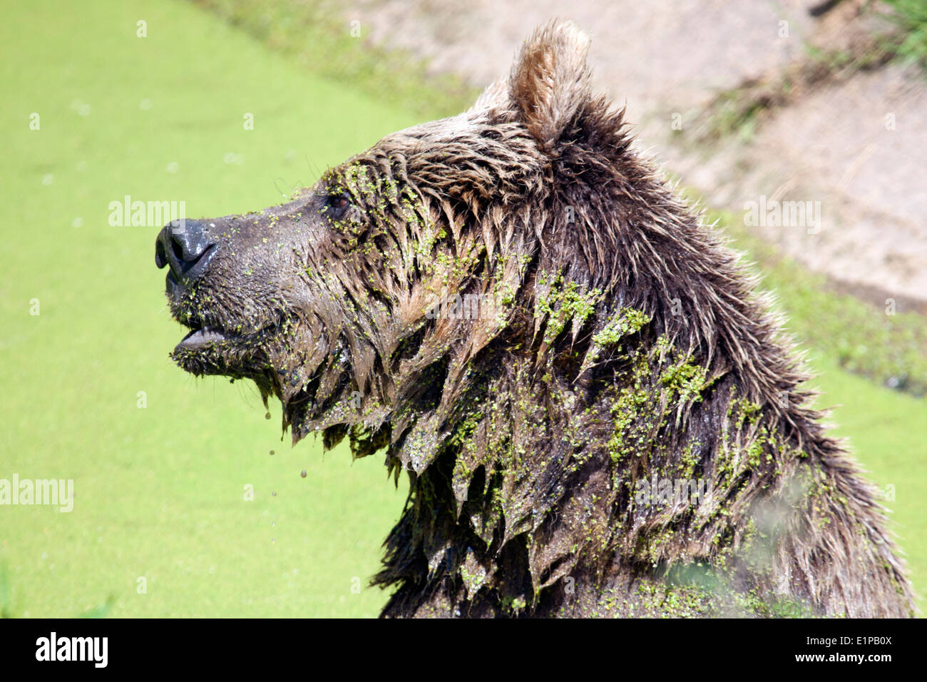 A Eurasian Brown Bear sitting in an algae filled swamp Stock Photo - Alamy