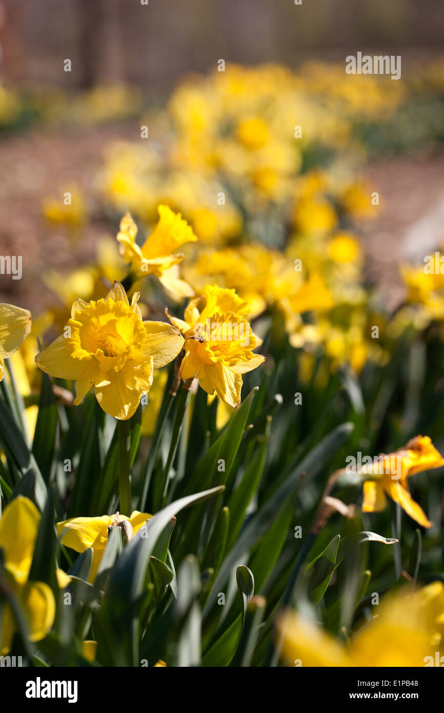 Row of daffodils hi-res stock photography and images - Alamy
