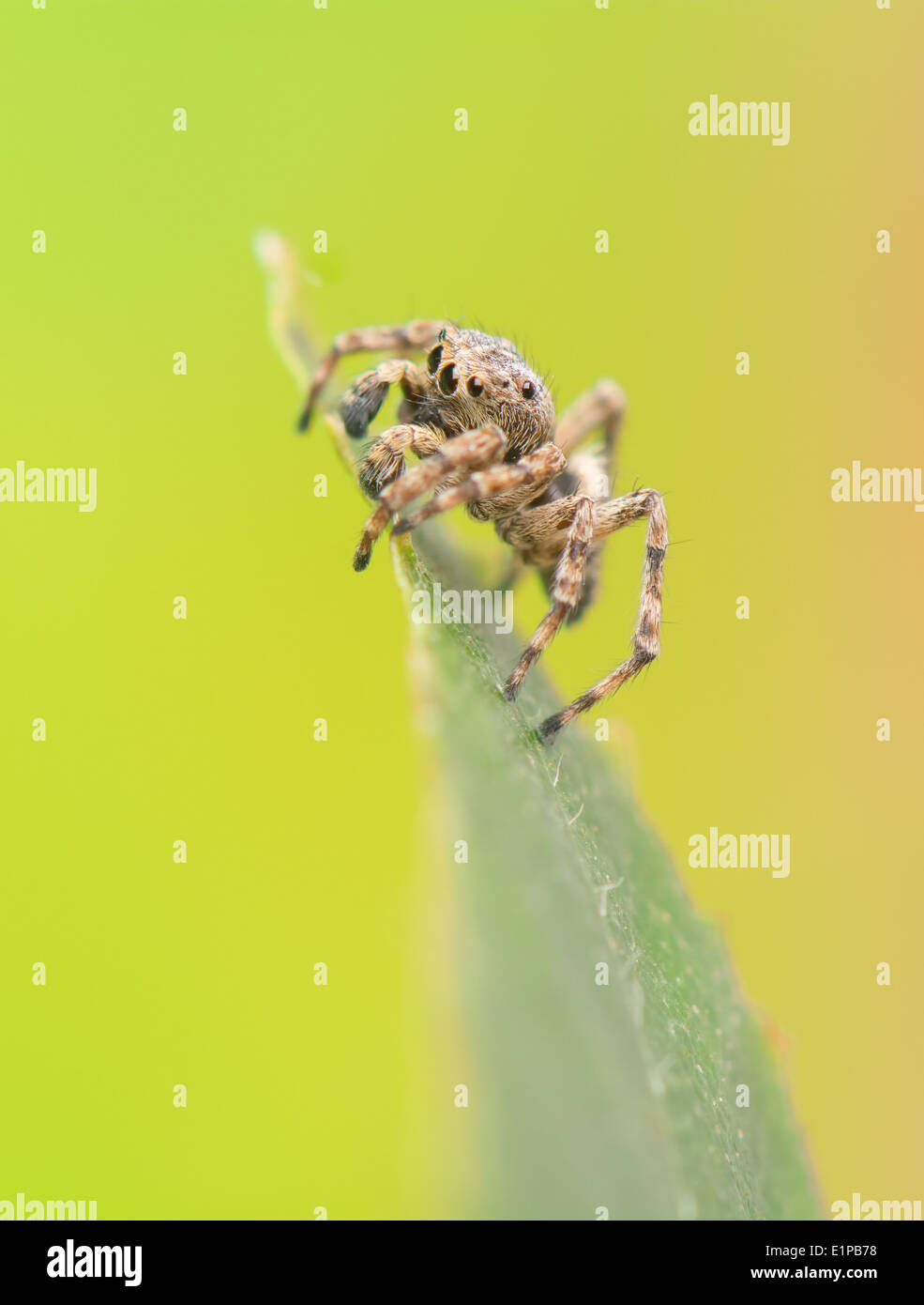 Sitticus pubescens hi-res stock photography and images - Alamy
