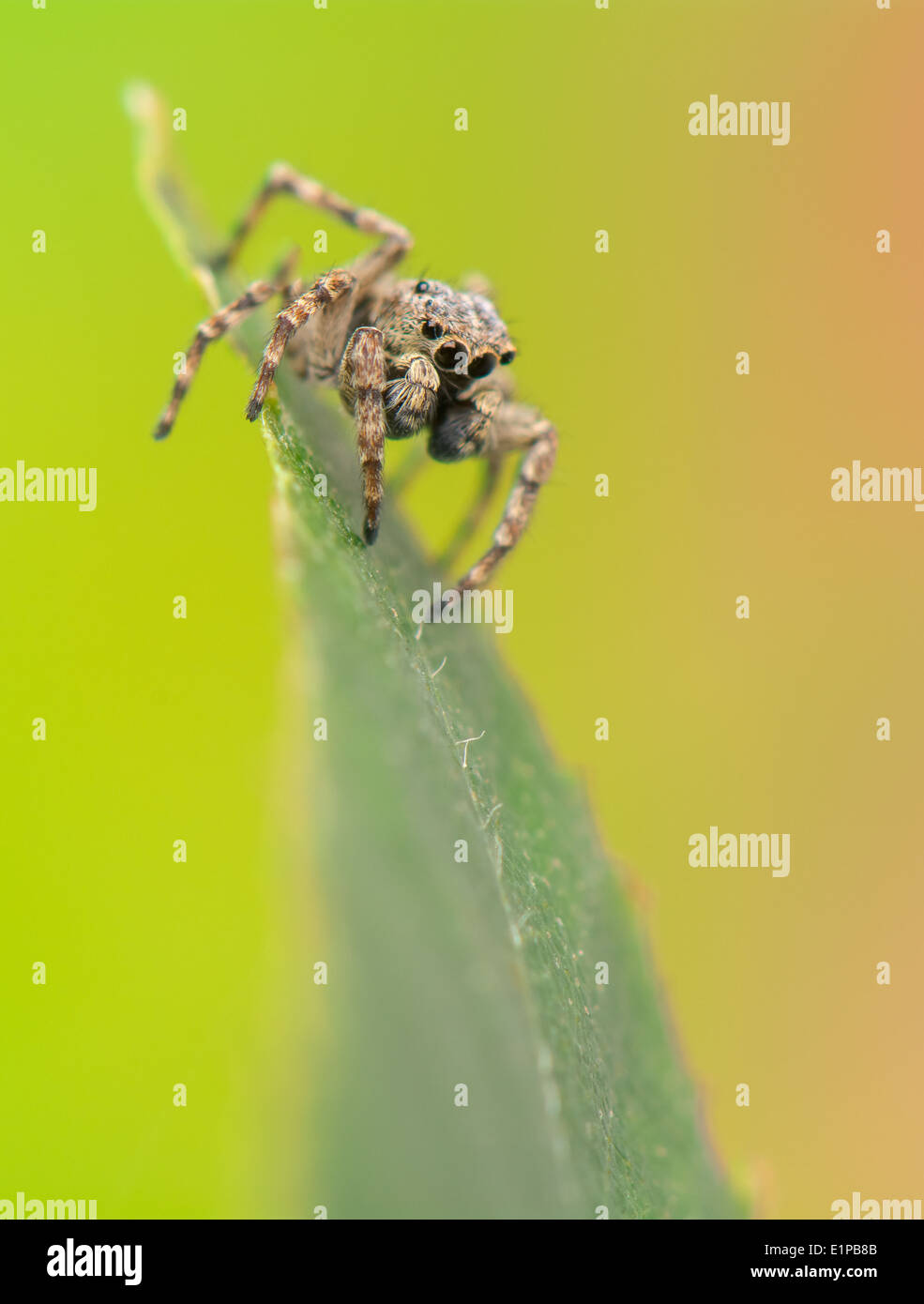Jumping spider - Sitticus pubescens Stock Photo - Alamy
