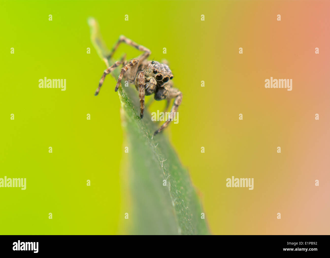 Jumping spider - Sitticus pubescens Stock Photo - Alamy