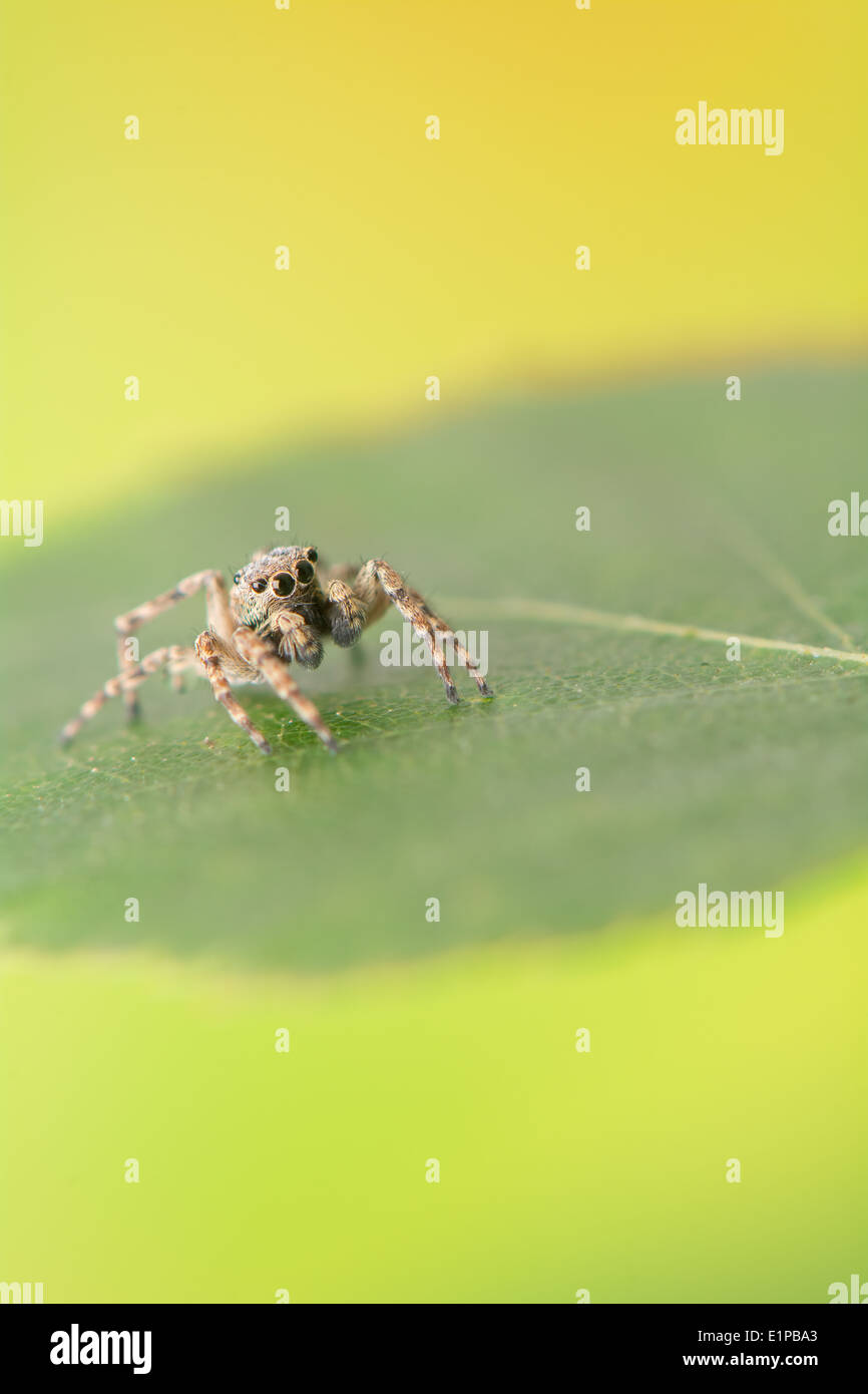 Jumping spider - Sitticus pubescens Stock Photo - Alamy