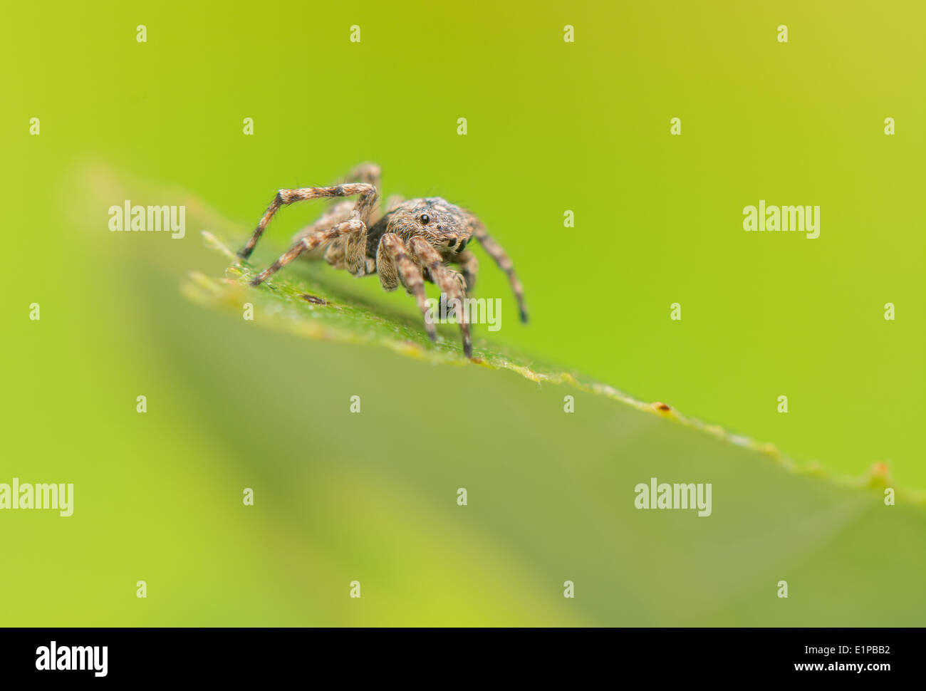 Sitticus Pubescens High Resolution Stock Photography and Images - Alamy