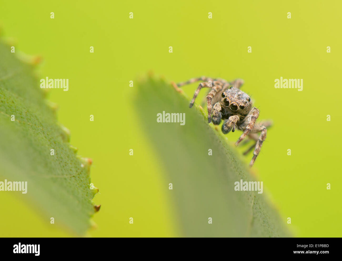 Jumping spider - Sitticus pubescens Stock Photo - Alamy