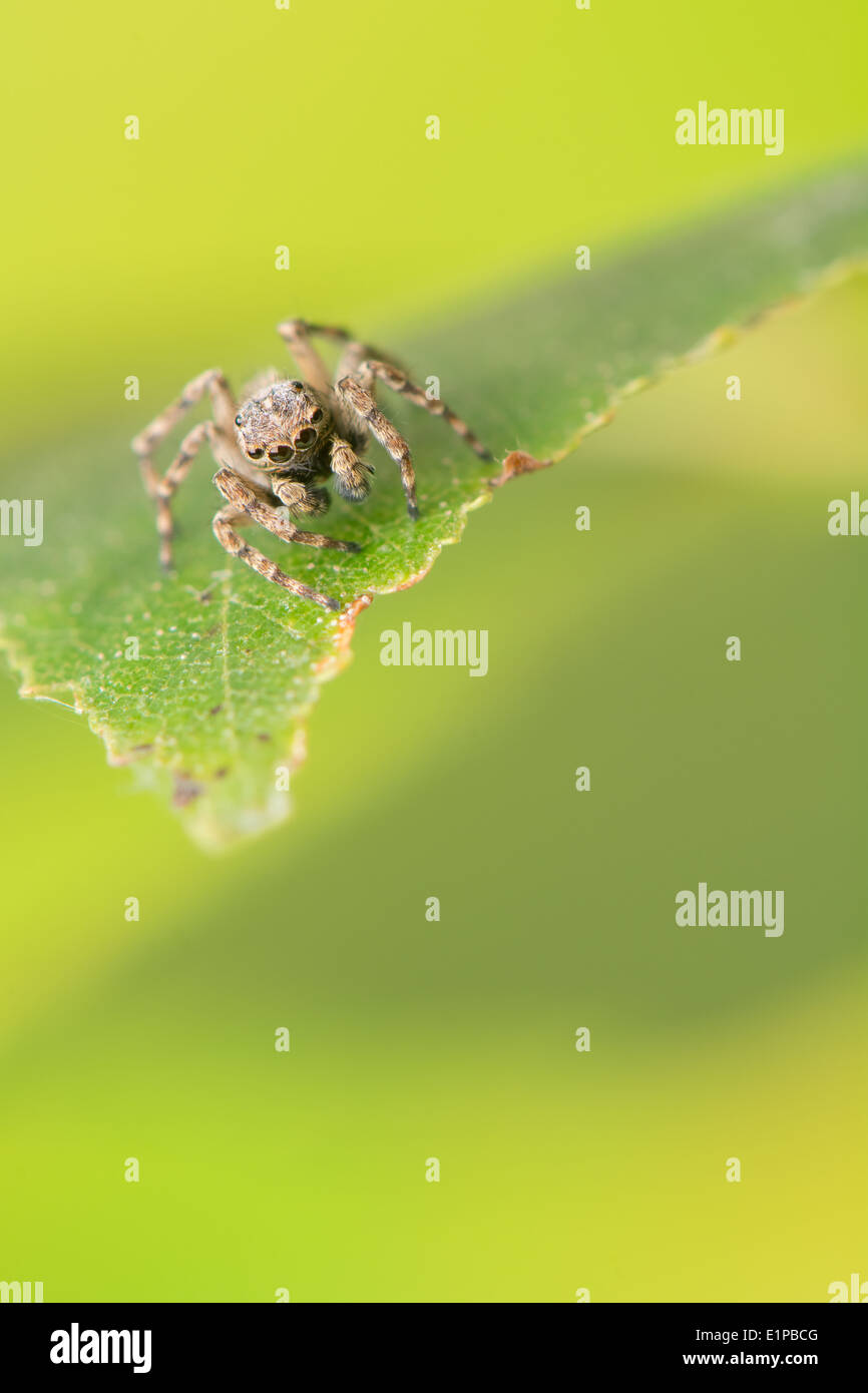 Jumping spider - Sitticus pubescens Stock Photo - Alamy