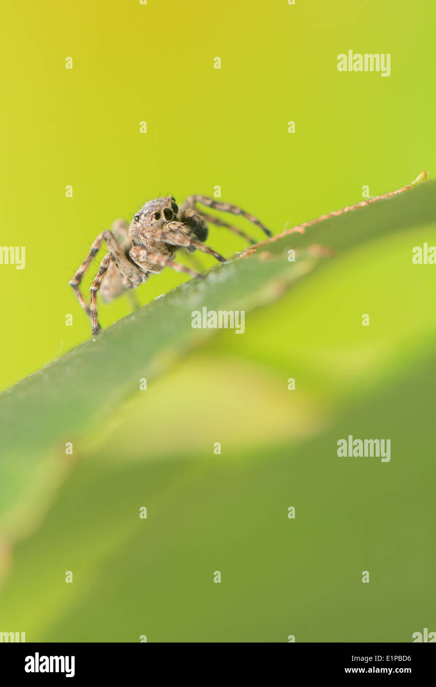 Jumping spider - Sitticus pubescens Stock Photo - Alamy