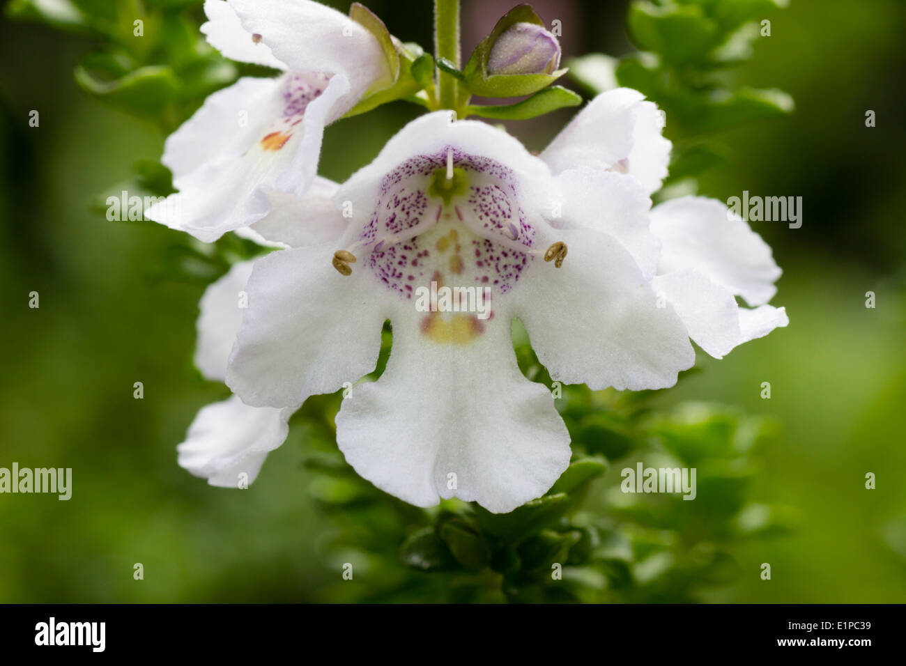 Close up of early summer flowers of the alpine mint bush, Prostanthera ...