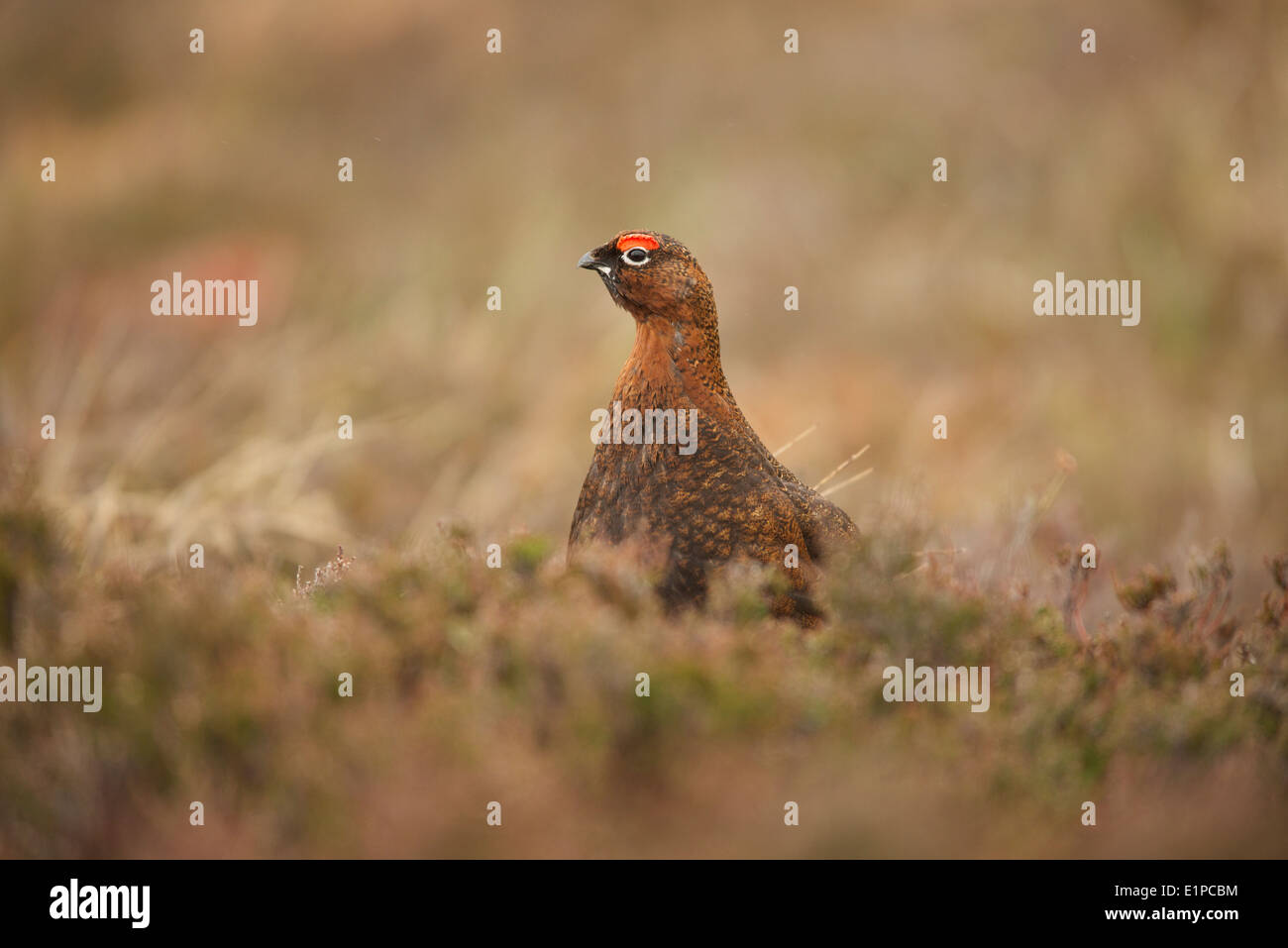 Red grouse portrait hi-res stock photography and images - Alamy