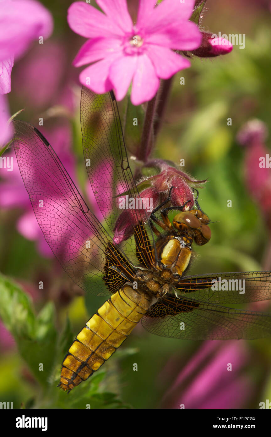Dragonflies And Flowers