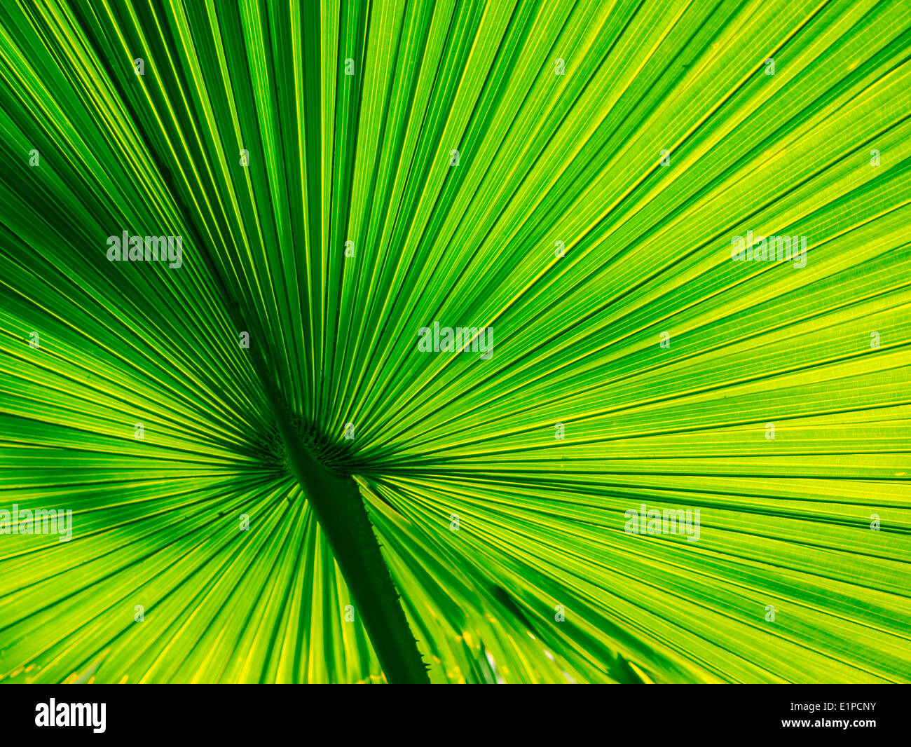 fan palm have beautiful texture and color at sunlight Stock Photo - Alamy