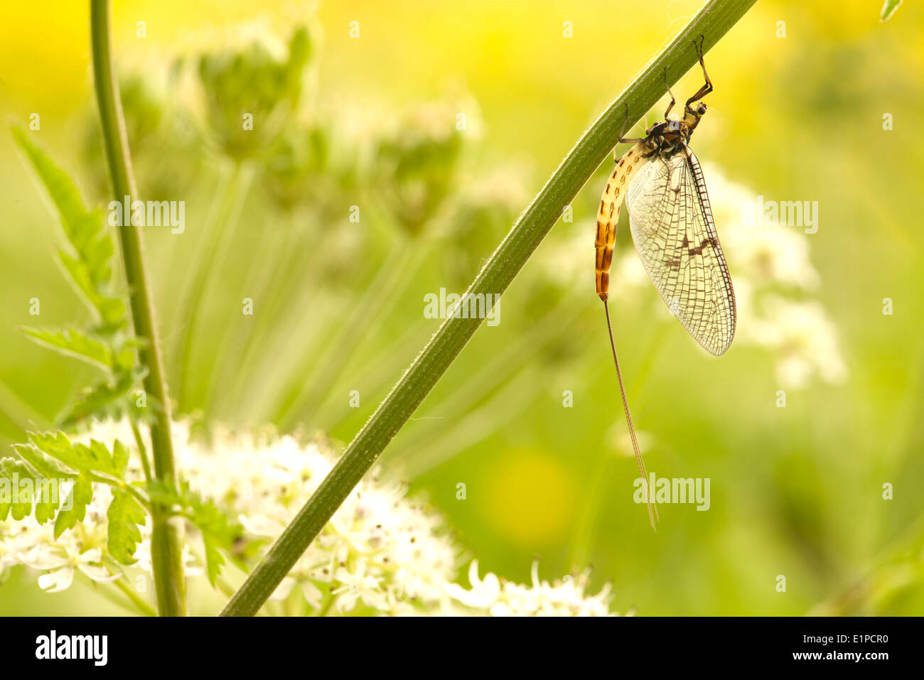 adult mayfly drying its wings Stock Photo - Alamy