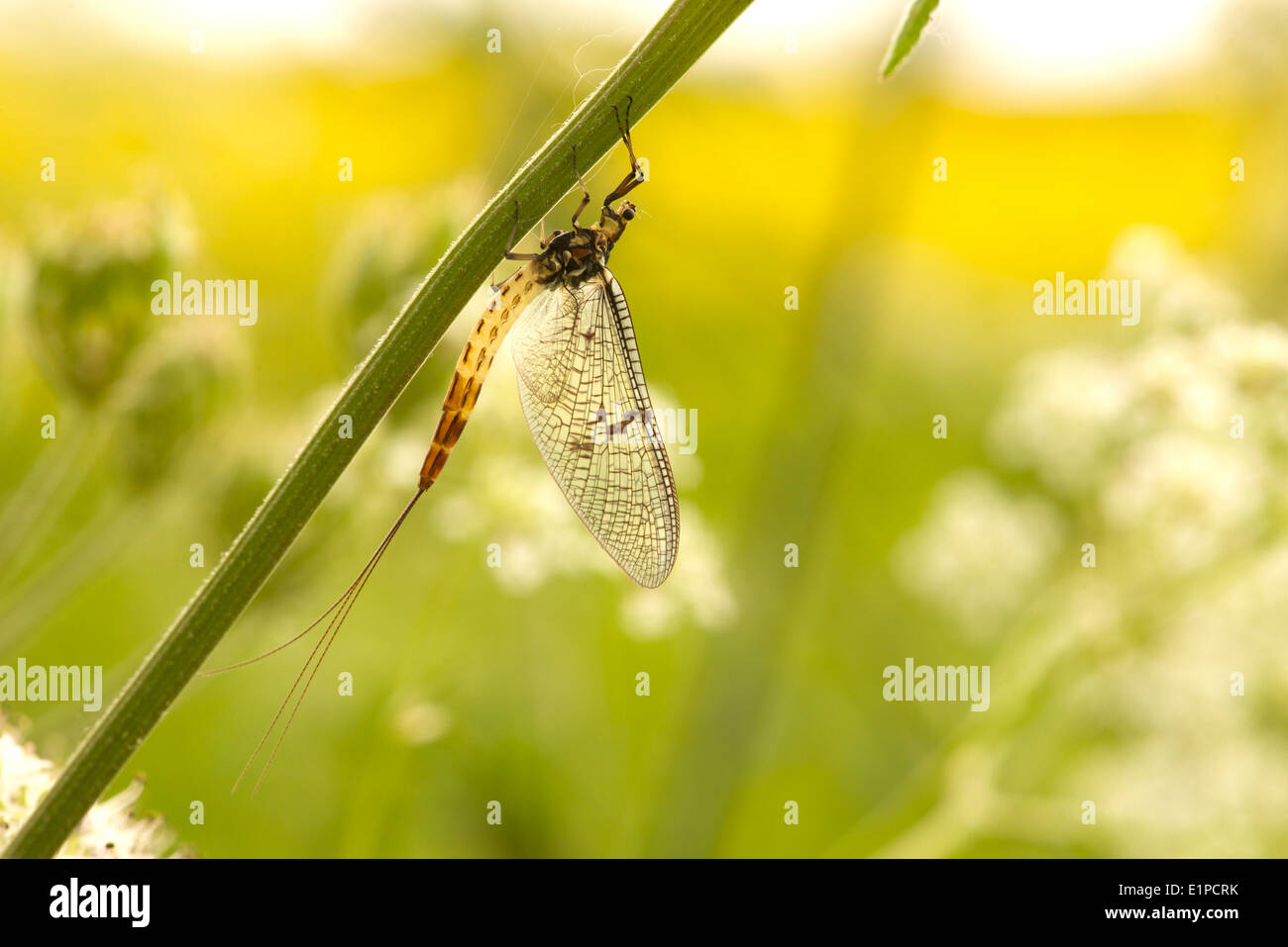 adult mayfly drying its wings Stock Photo - Alamy