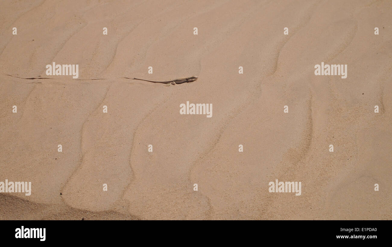 Sahara lizard hi-res stock photography and images - Alamy