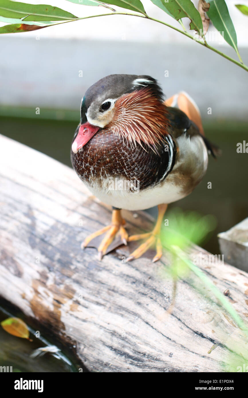 colorful green winged teal duck on the timber in pond Stock Photo - Alamy
