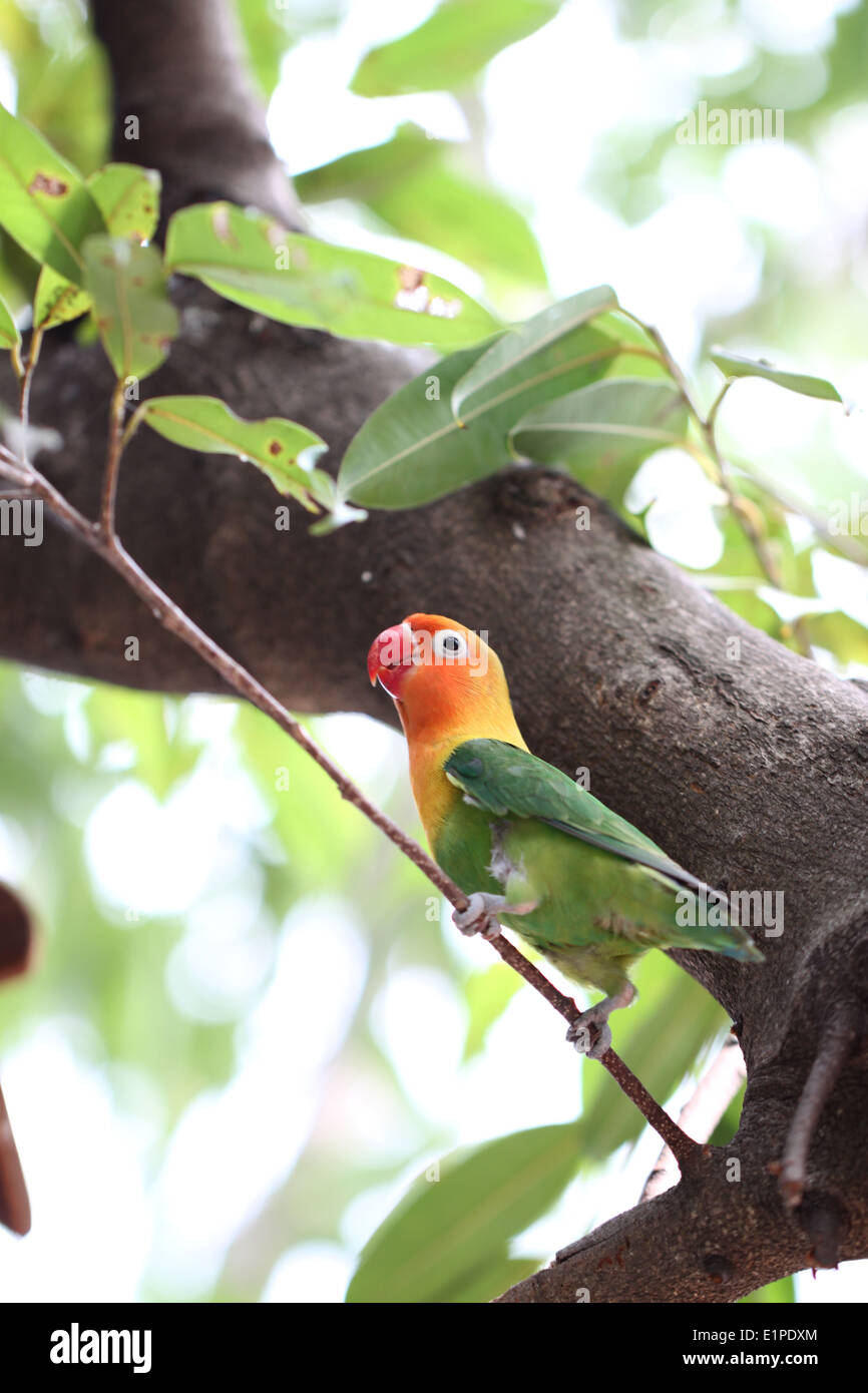 Parrot in the tree hi-res stock photography and images - Alamy