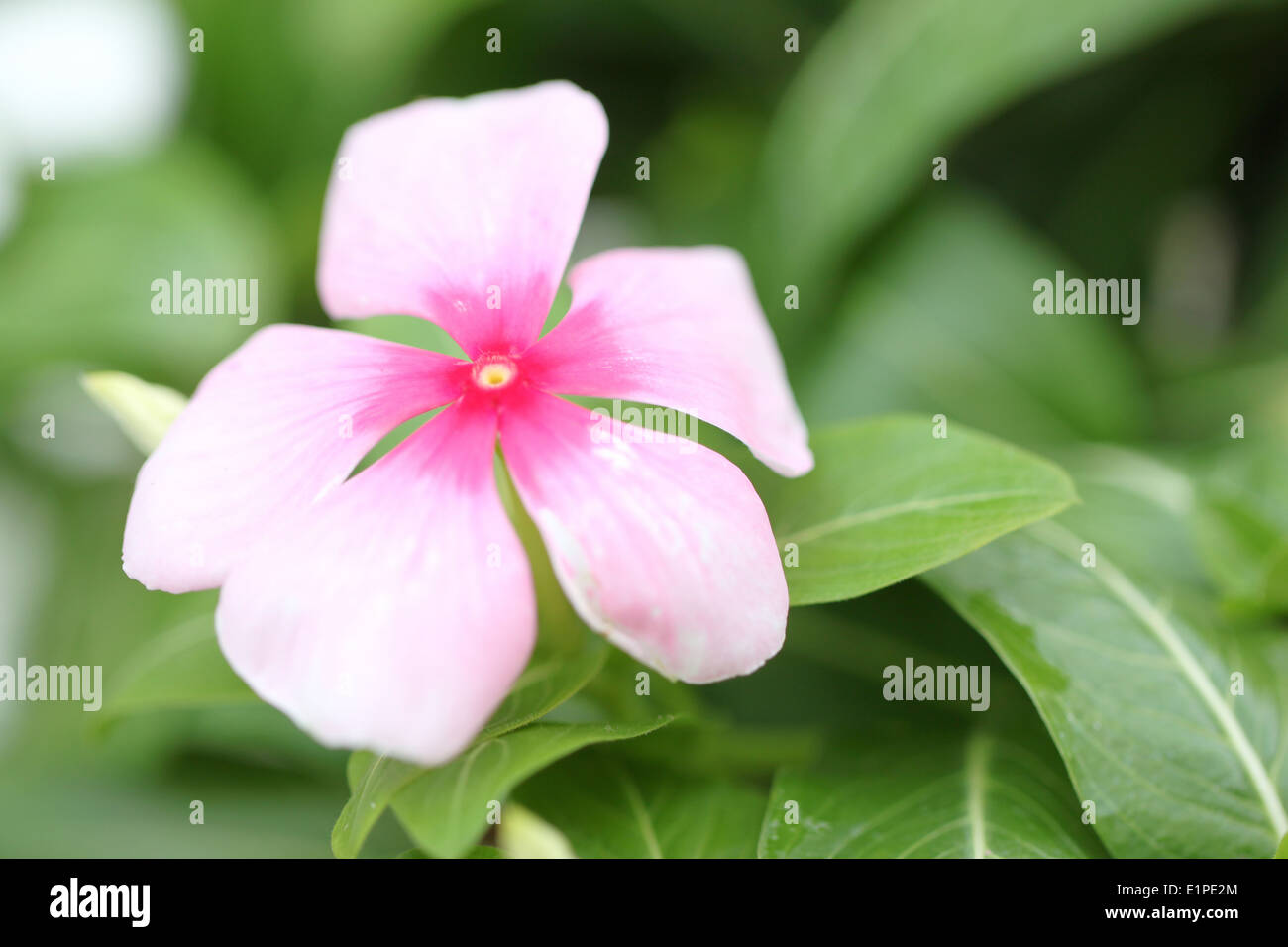 Nature garden pink flowers hi-res stock photography and images - Alamy