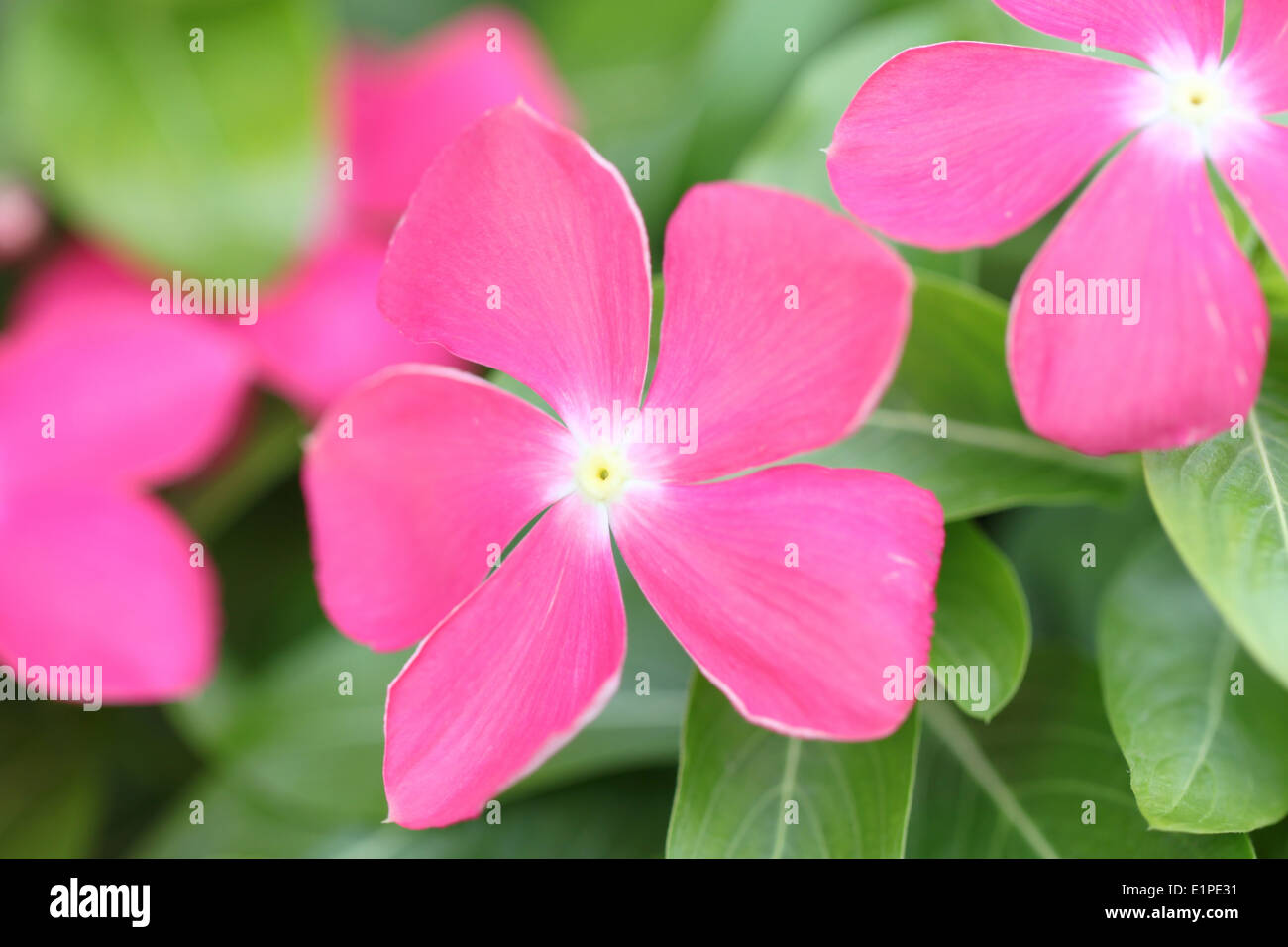 Pink in nature hi-res stock photography and images - Alamy