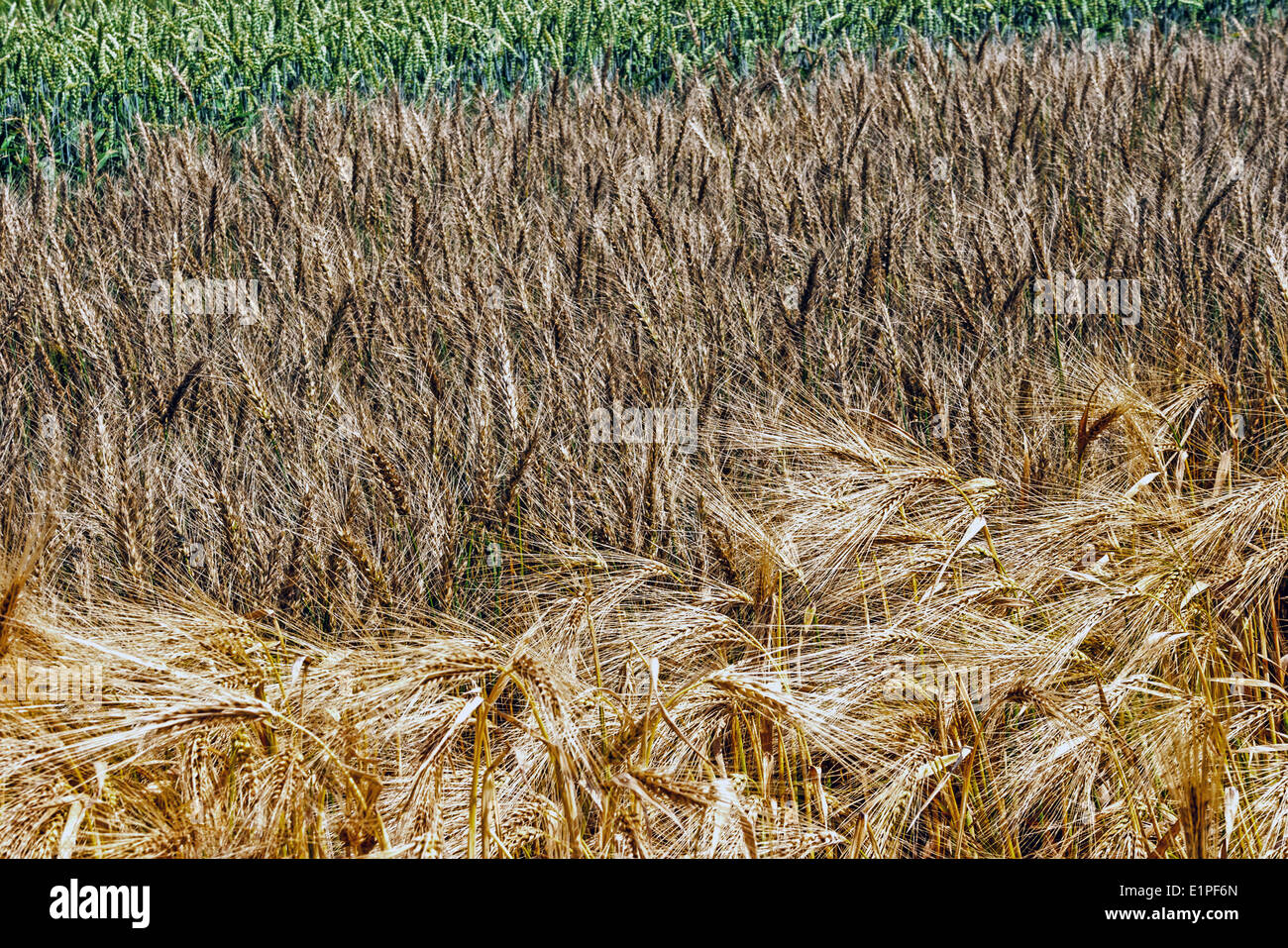 Wheat varieties hi-res stock photography and images - Alamy
