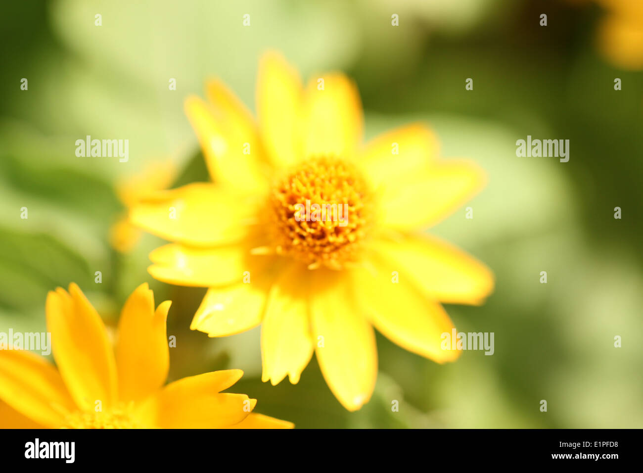 Yellow flowers for your garden hi-res stock photography and images - Alamy