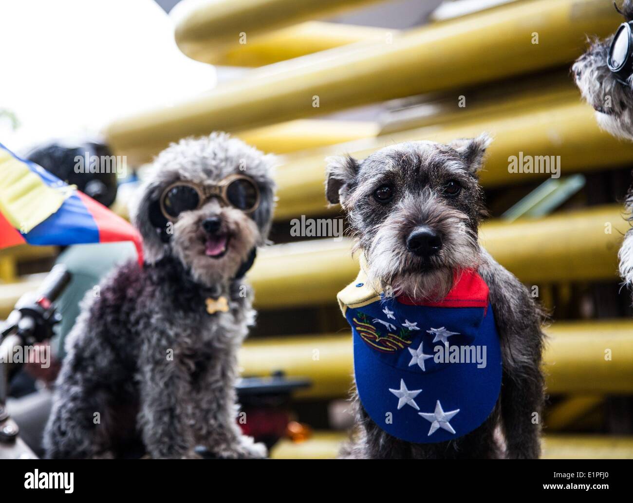 Caracas, Venezuela. 8th June, 2014. Dogs are seen during a protest at ...