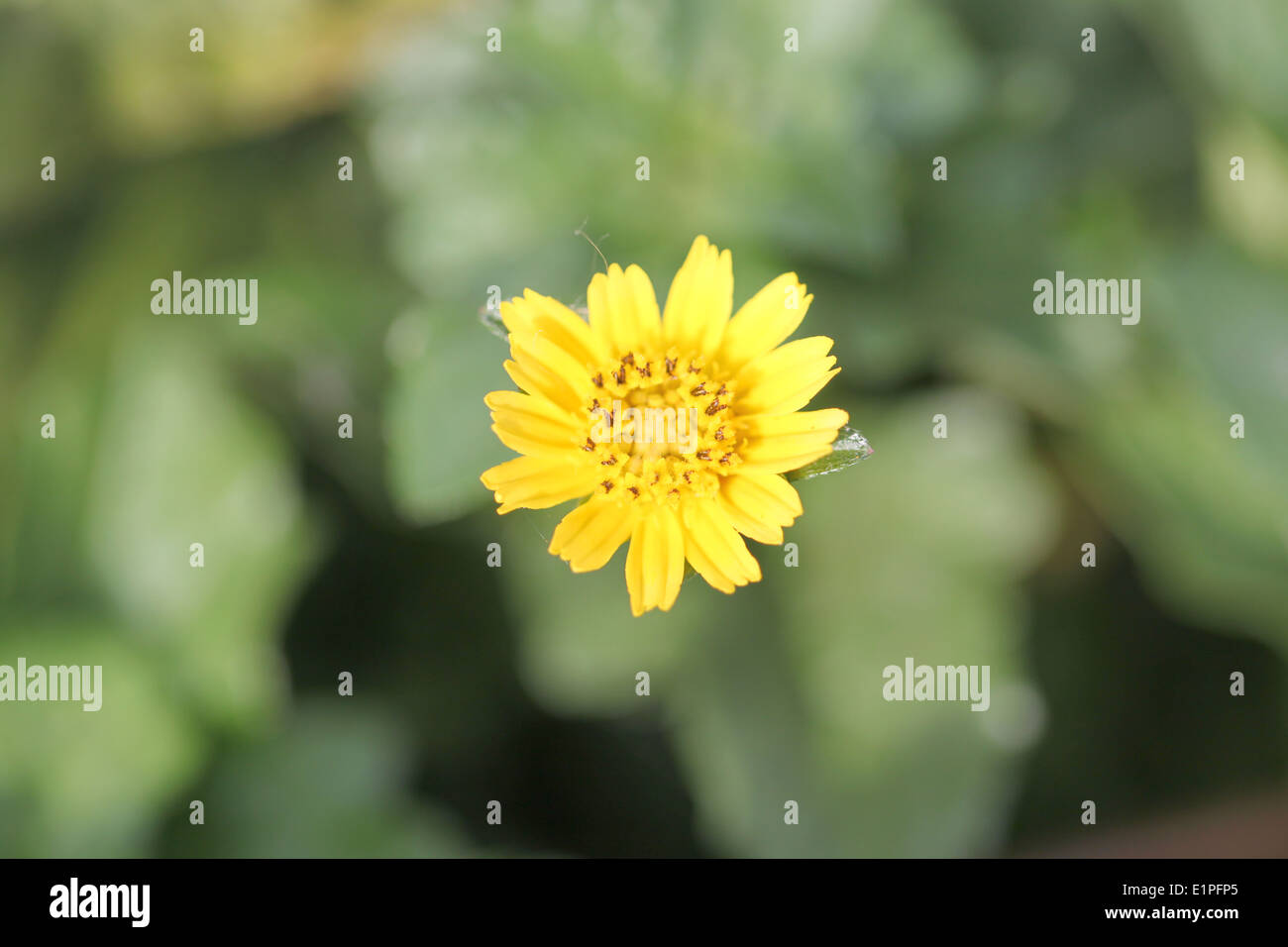 Yellow macro flowers hi-res stock photography and images - Alamy