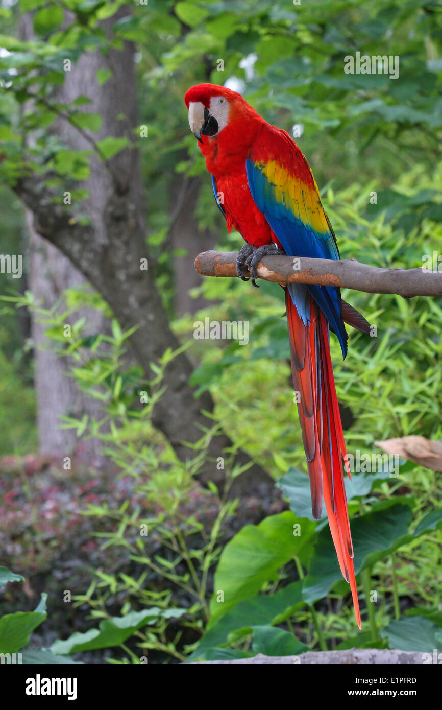 Macaw,parrot posing on a branch Stock Photo - Alamy