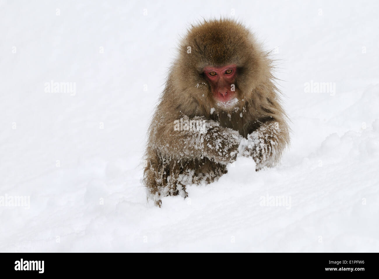 Japanese Macaques aka Snow Monkeys playing in the snow in the mountains ...
